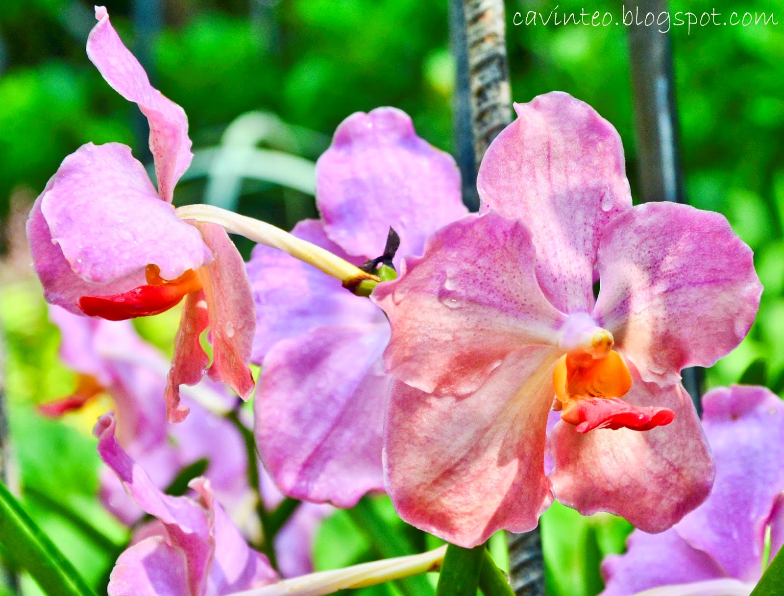 Entree Kibbles: VIP Orchid Garden (besides Burkill Hall) @ National ...